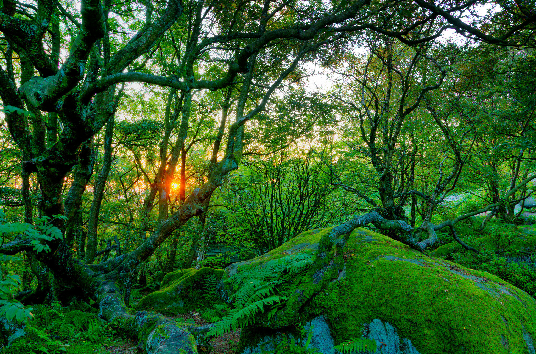 Brimham Rocks Wilderness - North Yorkshire - Andrew Hawkes Photography